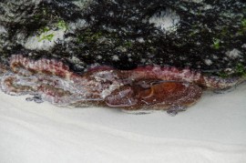 Galapagos Reef Octopus | Ever In Transit