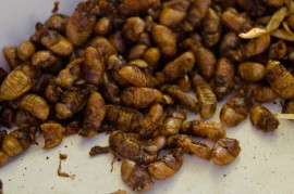 Vegetarian, But for Bacon and Bugs | Ever In Transit